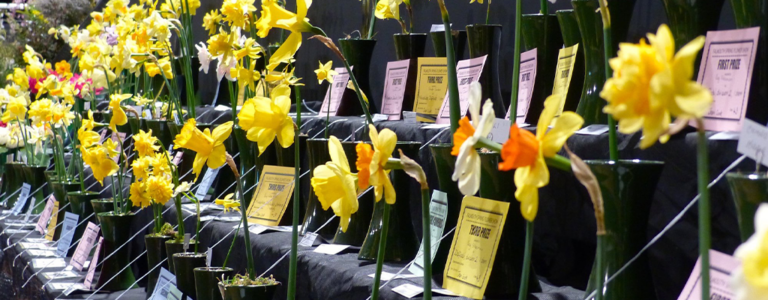 Falmouth Spring Flower Show 2025 - Falmouth Town Council