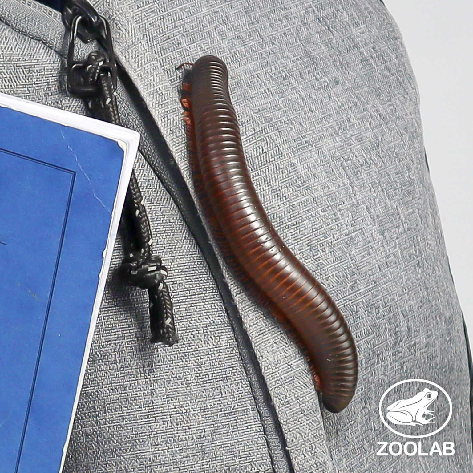 Zoolab Animal Encounters - Princess Pavilion, Falmouth