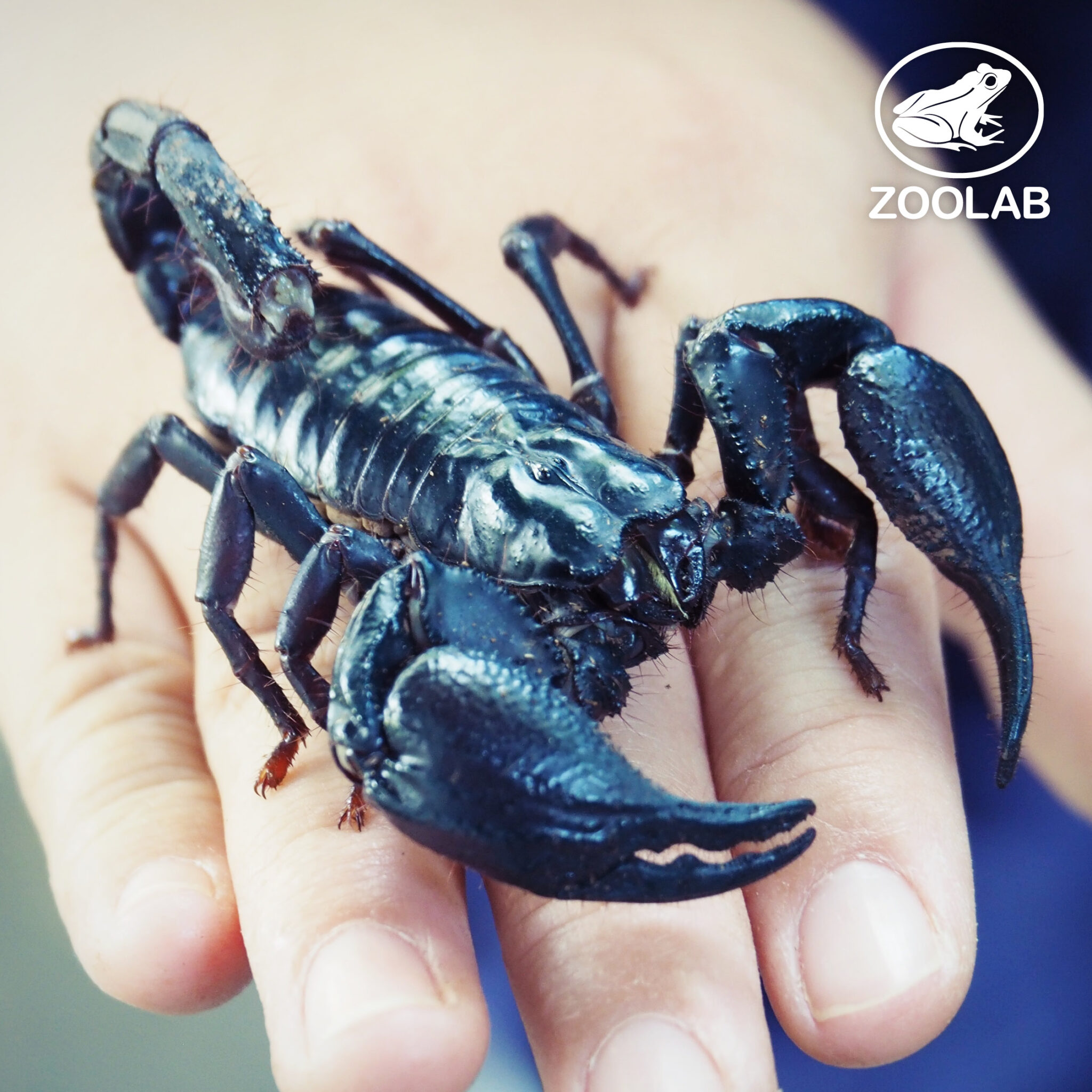 Zoolab Animal Encounters - Princess Pavilion, Falmouth