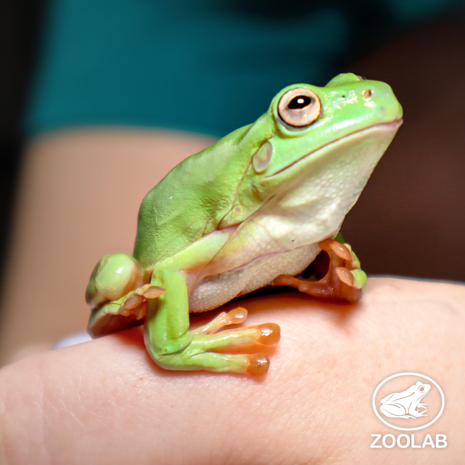 Zoolab Animal Encounters - Princess Pavilion, Falmouth